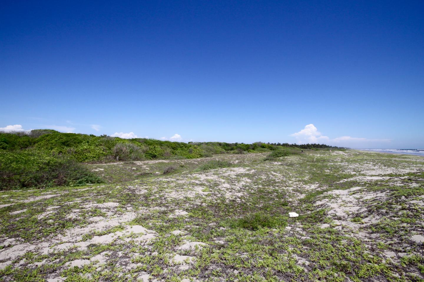 Fixed Sand Dunes along the Aca [IMAGE] | EurekAlert! Science News Releases