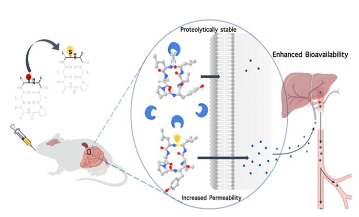 Macrocyclic Peptide Pr Nishant [image] Eurekalert Science News Releases