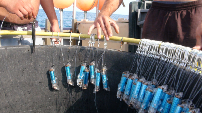 “SharkGuard” reduces bycatch of endangered sh | EurekAlert!