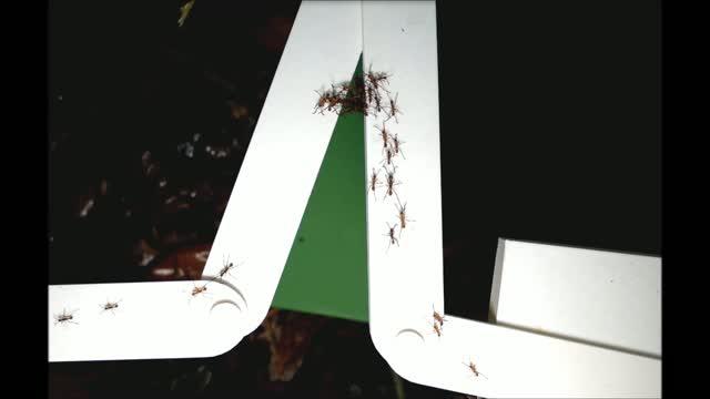 Ants filmed building moving bridges from thei | EurekAlert!