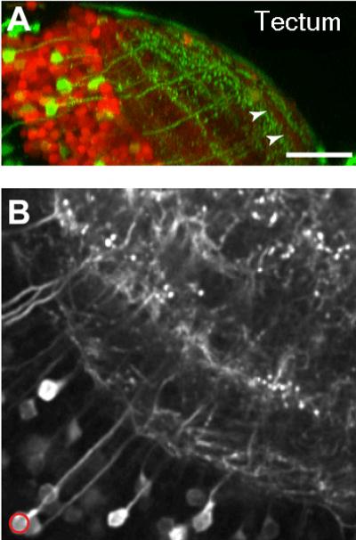 Tectum [IMAGE] | EurekAlert! Science News Releases