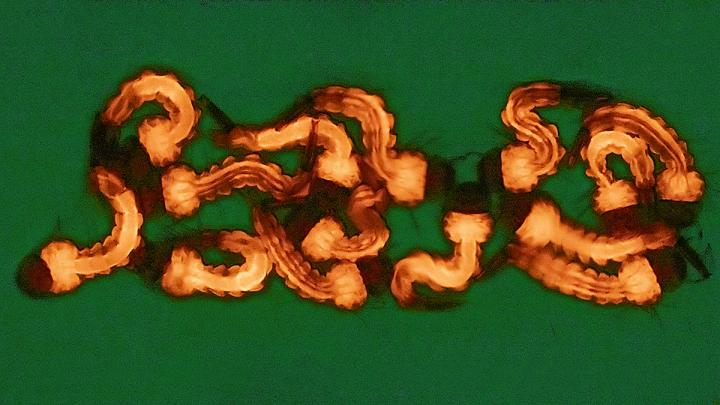 Multiple transgenic mosquitoes [IMAGE] | EurekAlert! Science News Releases