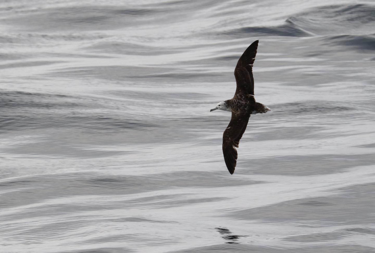 An 'Internal GPS' Helps Seabirds Find Home (4 | EurekAlert!