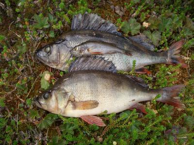 Three Eurasian Perch ( Perca [IMAGE] | EurekAlert! Science News Releases