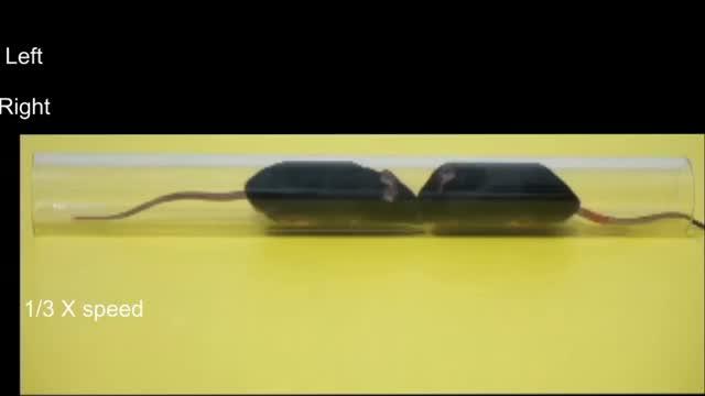 A neural switch for becoming alpha male | EurekAlert!