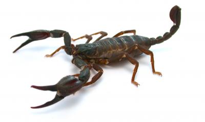 Thicker-Pincered Scorpion I [IMAGE] | EurekAlert! Science News Releases