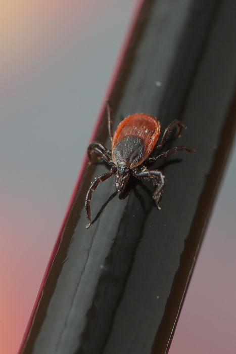 Black-legged tick, Ixodes scap [IMAGE] | EurekAlert! Science News Releases