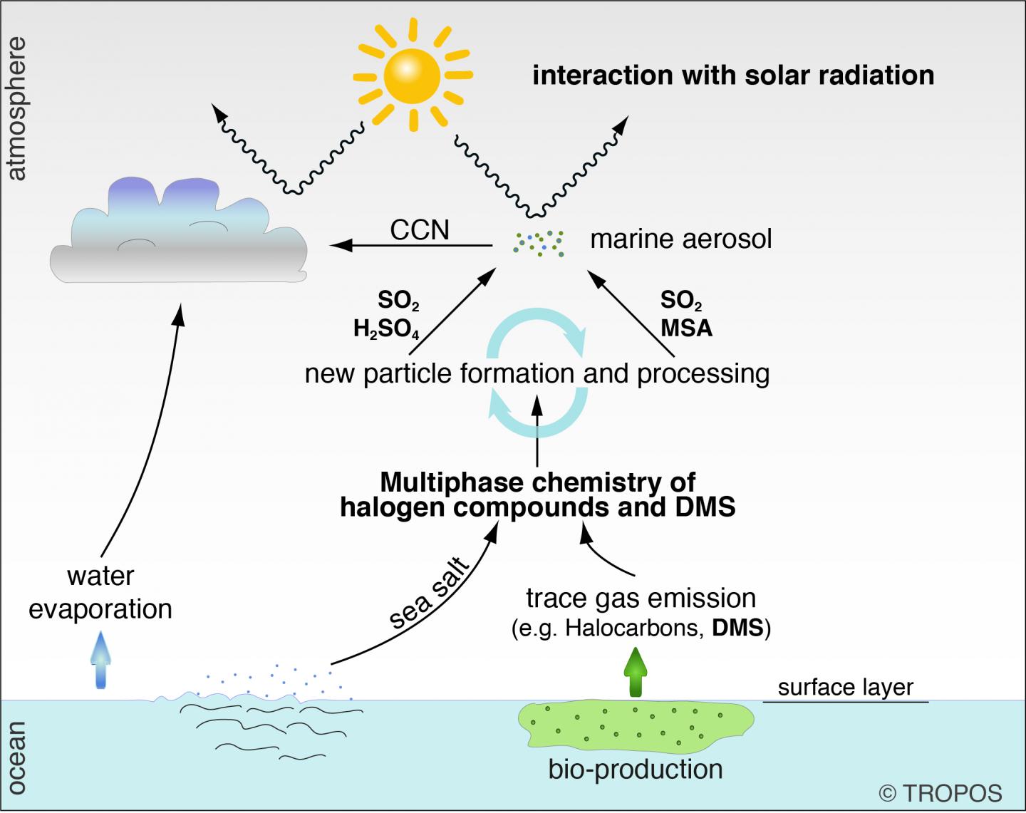 Impact of sea smell overestimated by present | EurekAlert!