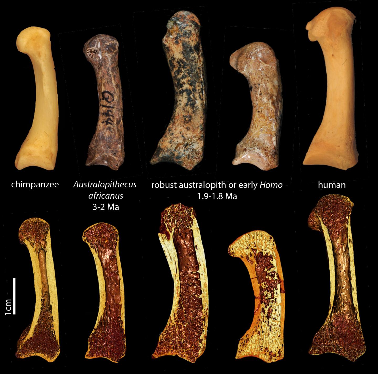 Before Tools, a Human-Like Hand in Hominins? | EurekAlert!