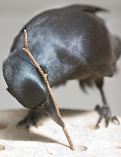 New Caledonian crow [IMAGE] | EurekAlert! Science News Releases