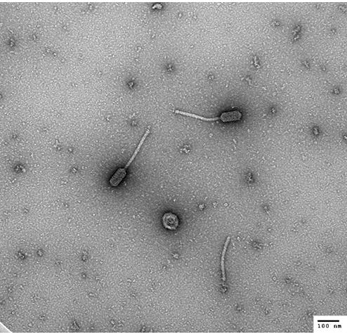 Bacteriophage [IMAGE] | EurekAlert! Science News Releases