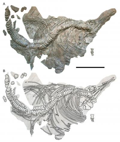 Holotype of sea reptile [IMAGE] | EurekAlert! Science News Releases