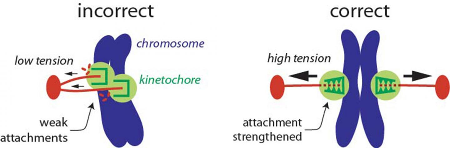 Chromosome Separation [IMAGE] | EurekAlert! Science News Releases