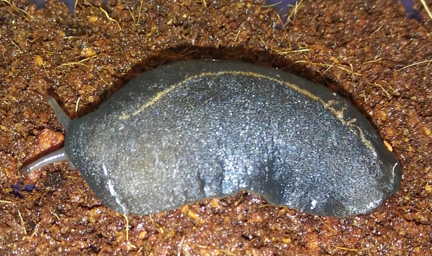 Tropical Leatherleaf Slug [IMAGE] | EurekAlert! Science News Releases