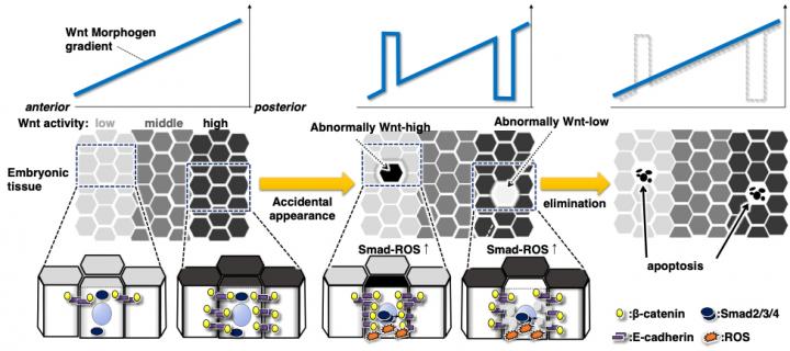 Wnt Morphogen Gradient [IMAGE] | EurekAlert! Science News Releases