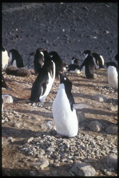 Male Adelie Penguin [IMAGE] | EurekAlert! Science News Releases