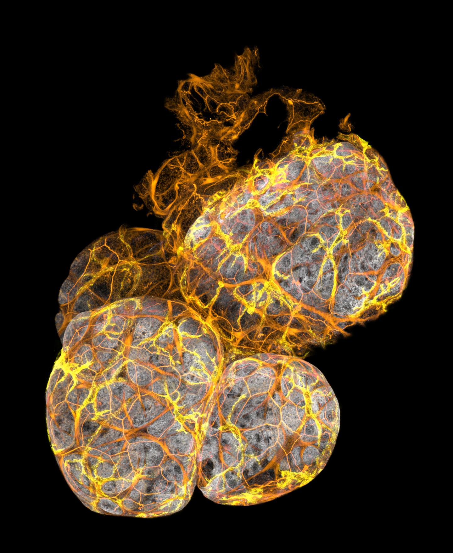 Involution [IMAGE] | EurekAlert! Science News Releases