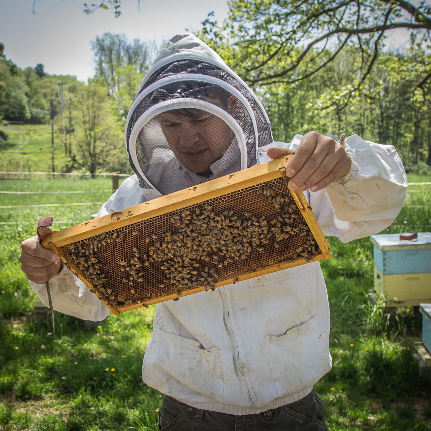 Beekeeper [IMAGE] | EurekAlert! Science News Releases