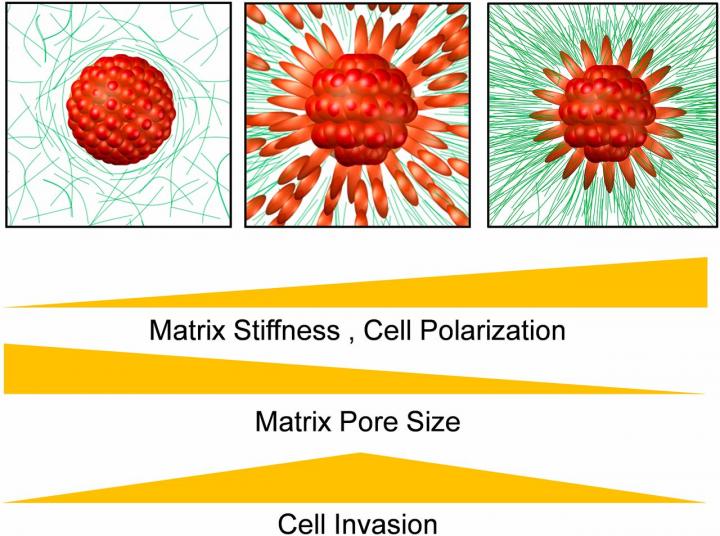 Penn/Wistar study finds 'sweet spot' where ti | EurekAlert!