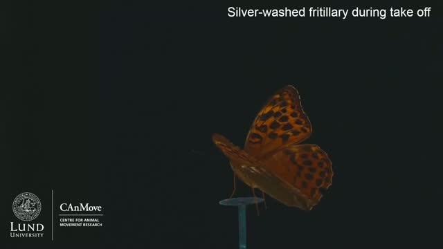 Butterfly wing clap explains mystery of fligh | EurekAlert!