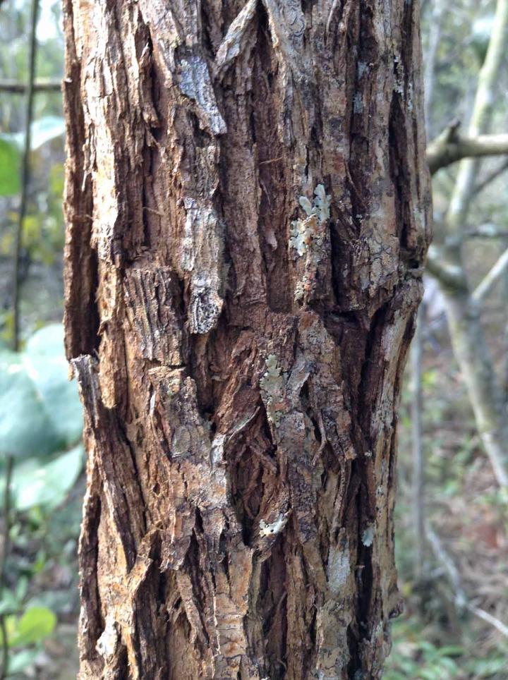 Tree-bark thickness indicates fire-resistance | EurekAlert!