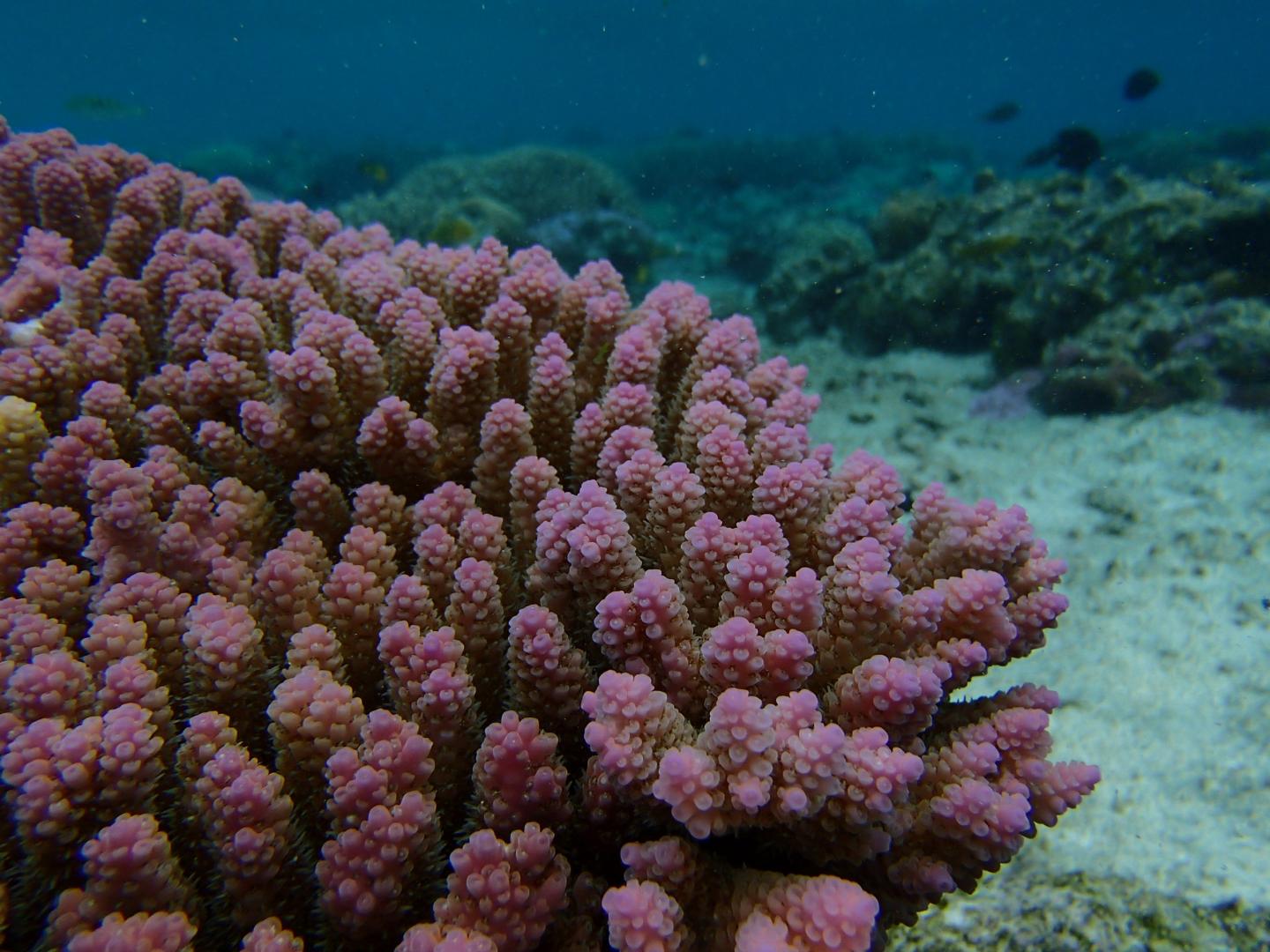 Corals May Adapt To Moderate But Not Severe C Eurekalert
