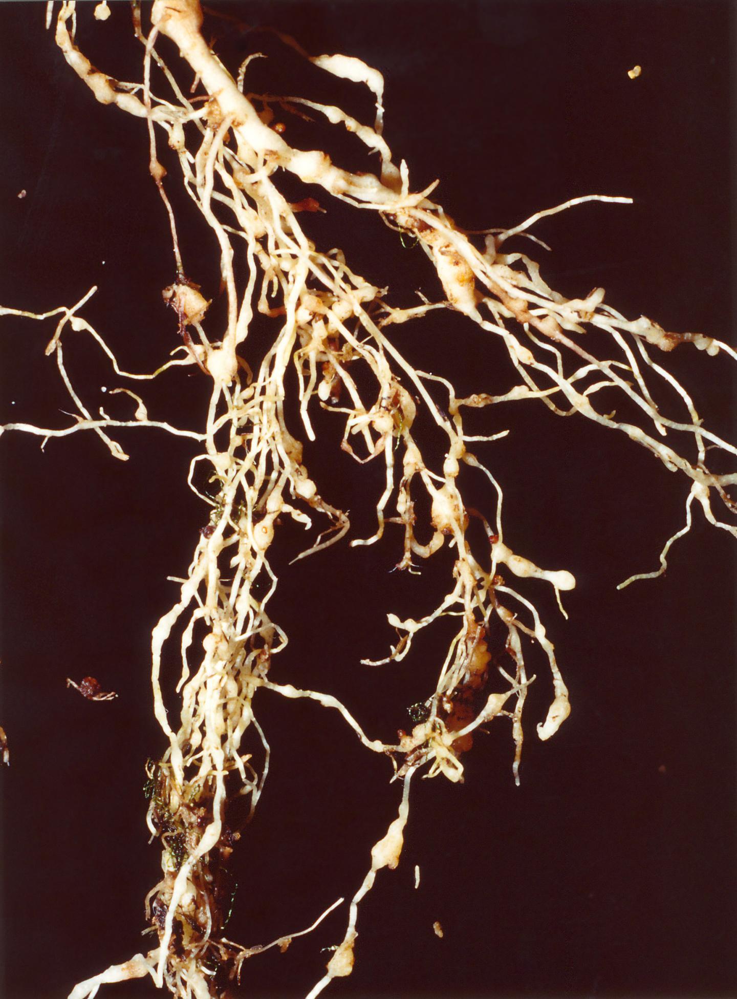Root-Knot Nematode Damage [IMAGE] | EurekAlert! Science News Releases