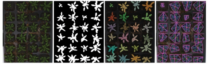 Danforth Center research uncovers how plants | EurekAlert!