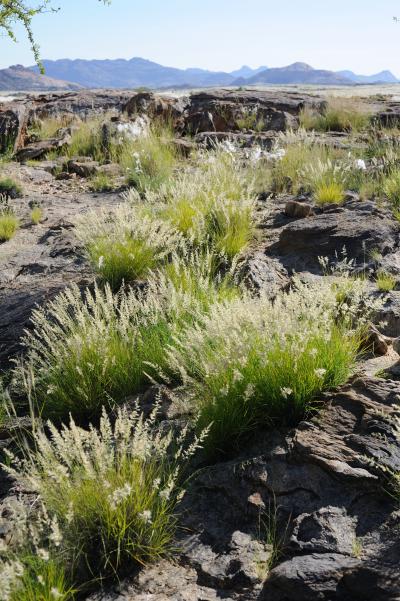 How drought-tolerant grasses came to be | EurekAlert!