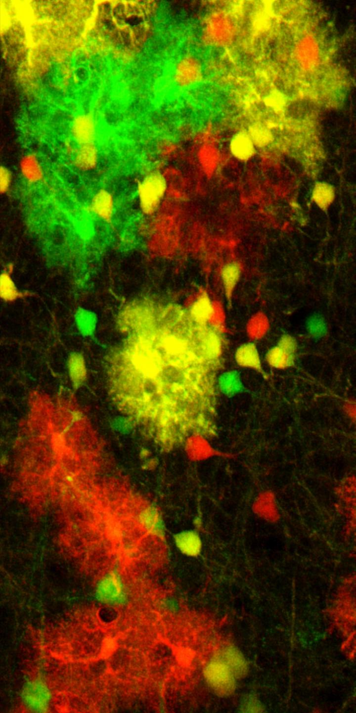 Astrocytes in the Mouse Brain [IMAGE] | EurekAlert! Science News Releases