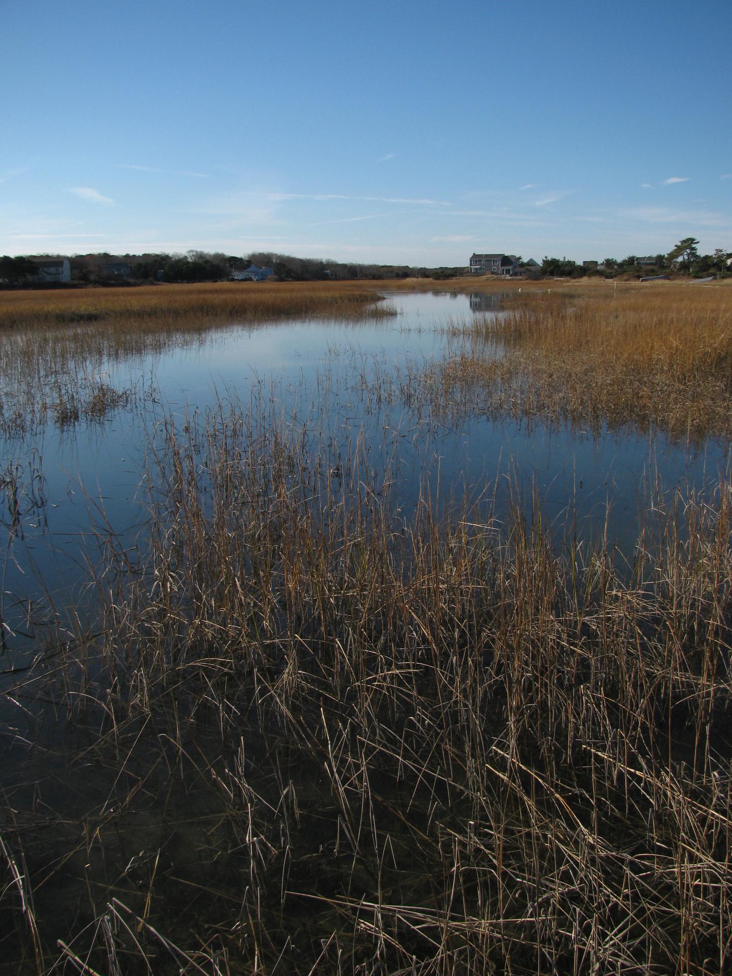 Evolution in Action: How Some Fish Adapt to P | EurekAlert!