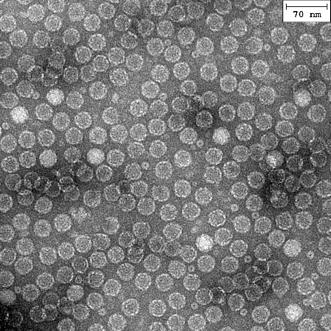 BTI receives DARPA 'Insect Allies' Award | EurekAlert!