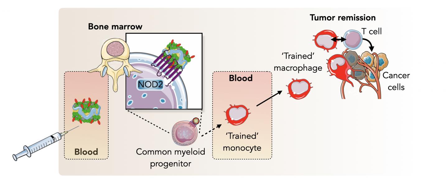 Groundbreaking study on trained immunity to f | EurekAlert!