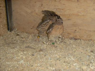 Fighting -- Quails [IMAGE] | EurekAlert! Science News Releases