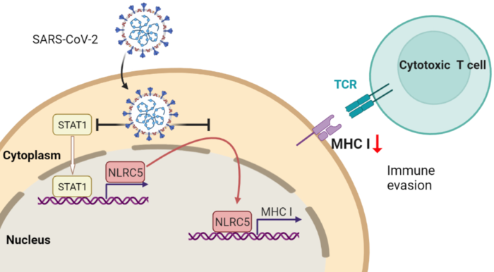 A novel mechanism of SARS-CoV- [IMAGE] | EurekAlert! Science News Releases