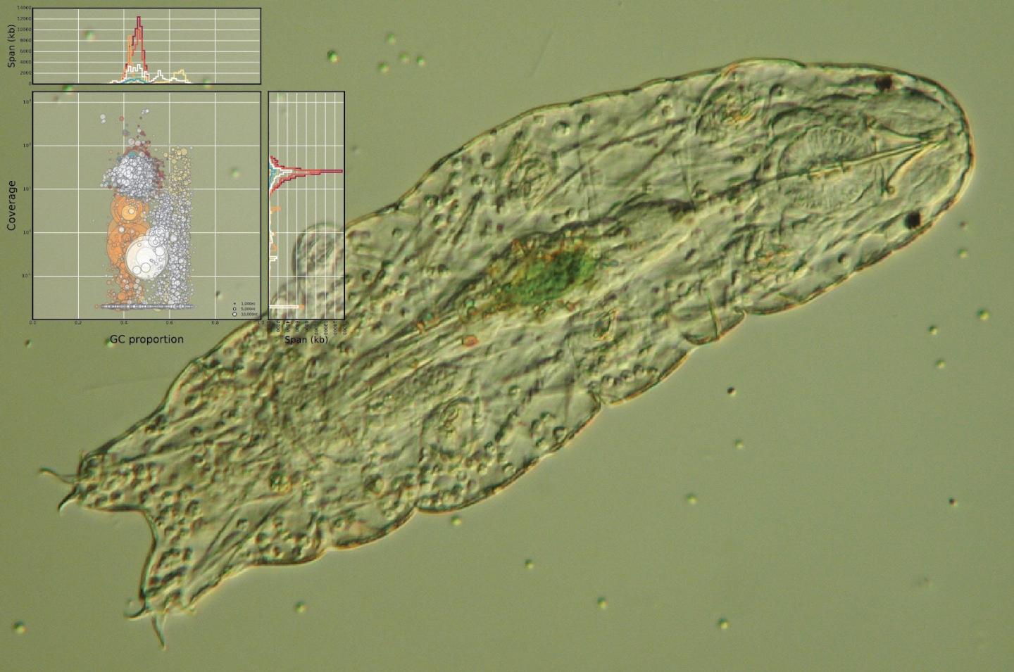 Tardigrade [IMAGE] | EurekAlert! Science News Releases