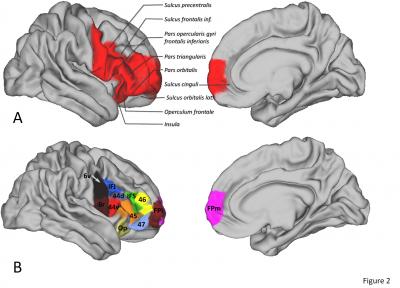 Chimpanzee Brain Diagram