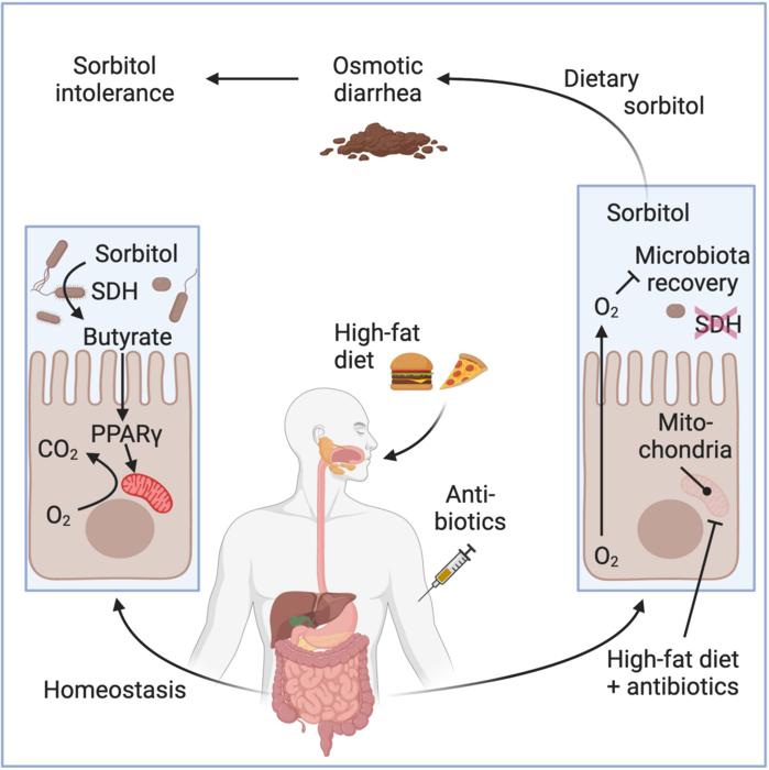 Do sugar-free candy and gum give you gas? Res | EurekAlert!
