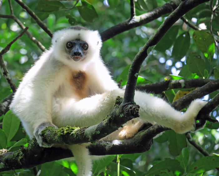 Silky Sifaka [IMAGE] | EurekAlert! Science News Releases