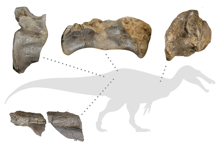 Position of spinosaurid bones [IMAGE] | EurekAlert! Science News Releases