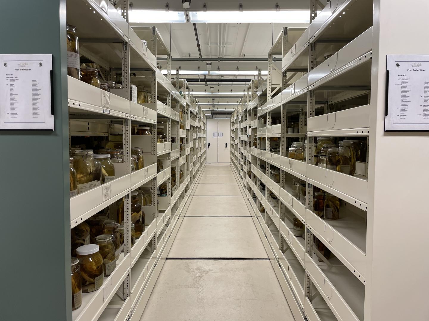 Fish collections [IMAGE] | EurekAlert! Science News Releases