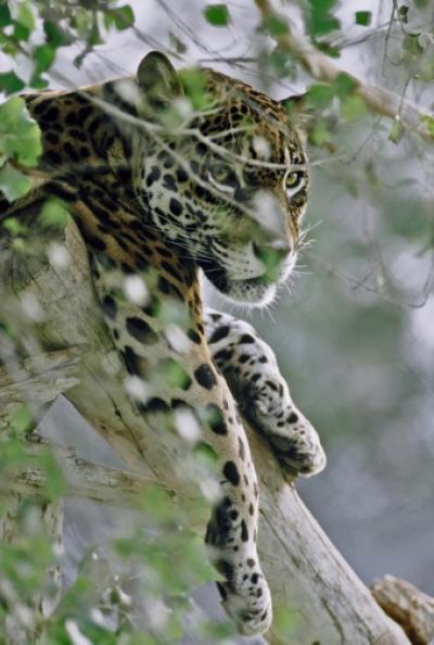 Jaguar in Tree [IMAGE] | EurekAlert! Science News Releases