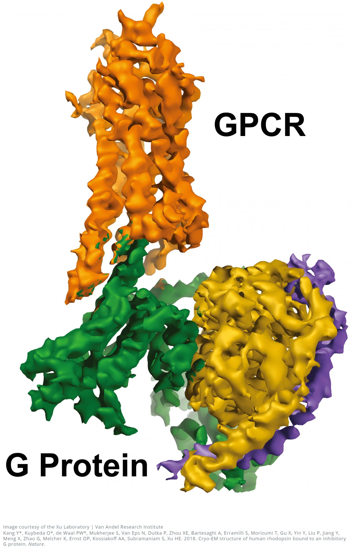 GPCR-Gi [IMAGE] | EurekAlert! Science News Releases