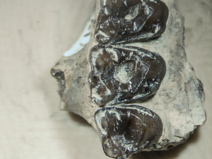 The largest and earliest known [IMAGE] | EurekAlert! Science News Releases