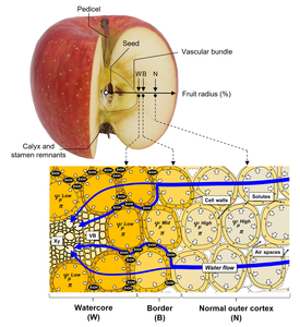 Hidden mechanisms of apple watercore formatio | EurekAlert!