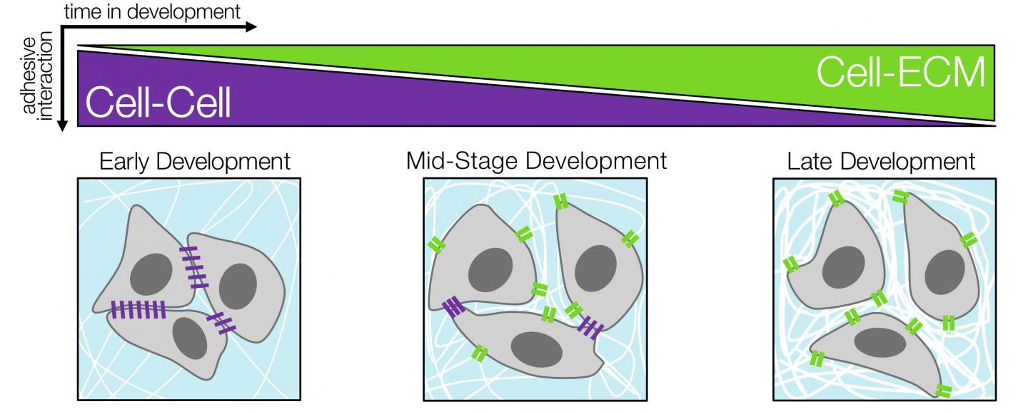 Getting Stiffer [IMAGE] | EurekAlert! Science News Releases