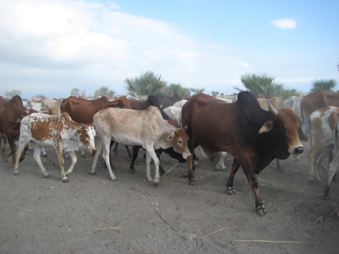 Multi-Step Spread of First Herders into Sub-S | EurekAlert!