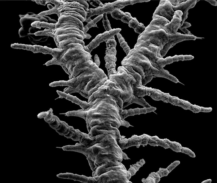 Scanning Electron Microscope I Image Eurekalert Science News Releases 