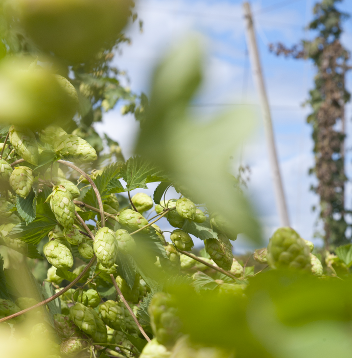 Growing environment impacts aroma of hops and | EurekAlert!