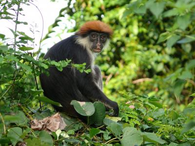Udzungwa Red Colobus Monkey, P [IMAGE] | EurekAlert! Science News Releases